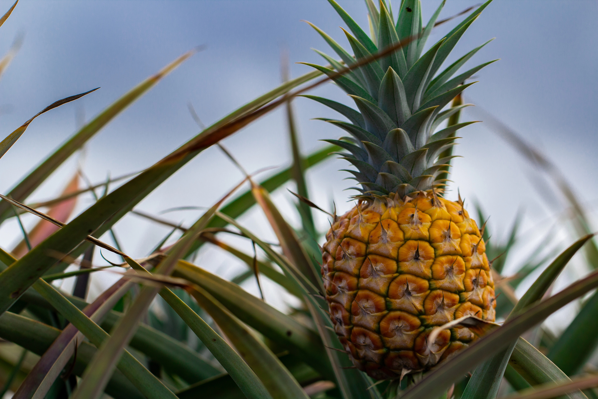 The 7 best farm tours in Maui